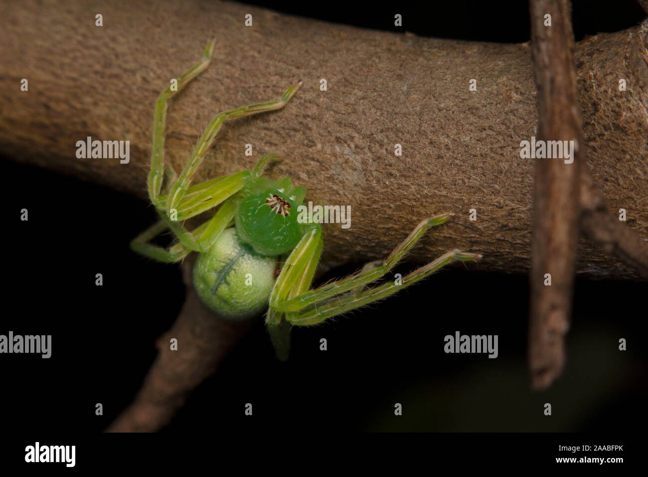 Green huntsman spider, Micrommata virescens, close-up, India Stock ...