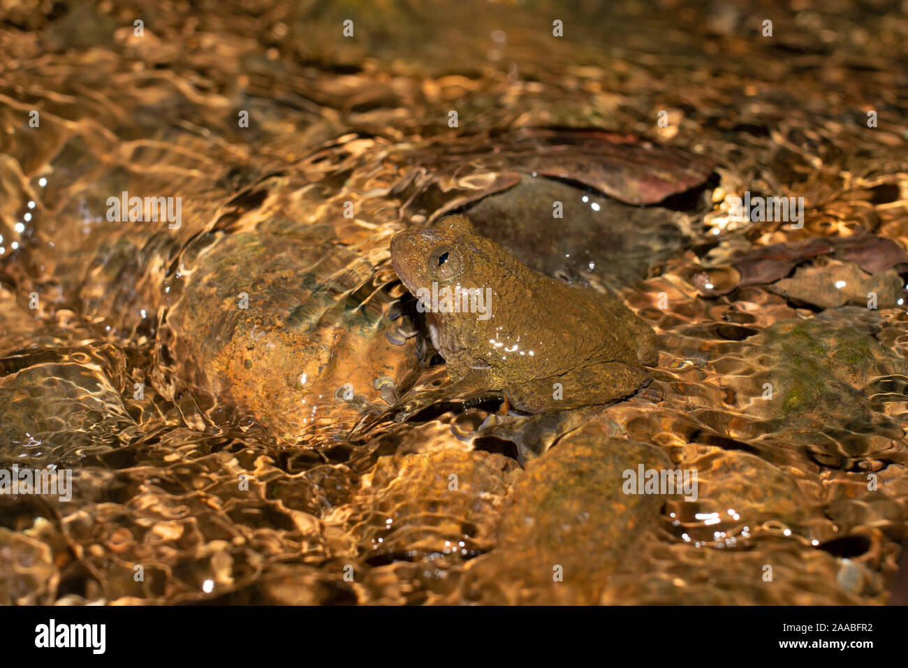 Humayun's wrinkled frog, Nyctibatrachus humayuni, endemic to Western ...