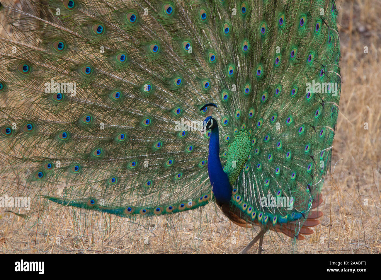 Indian Peacock courtship display Stock Photo - Alamy