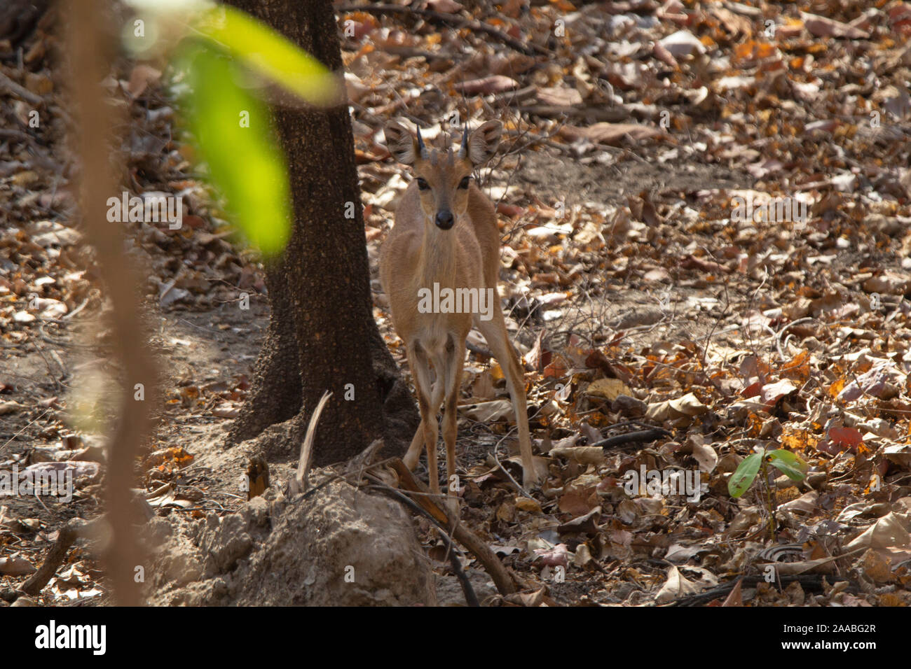 The rare Chousingha or four-horned antelope, Tetracerus quadricornis ...