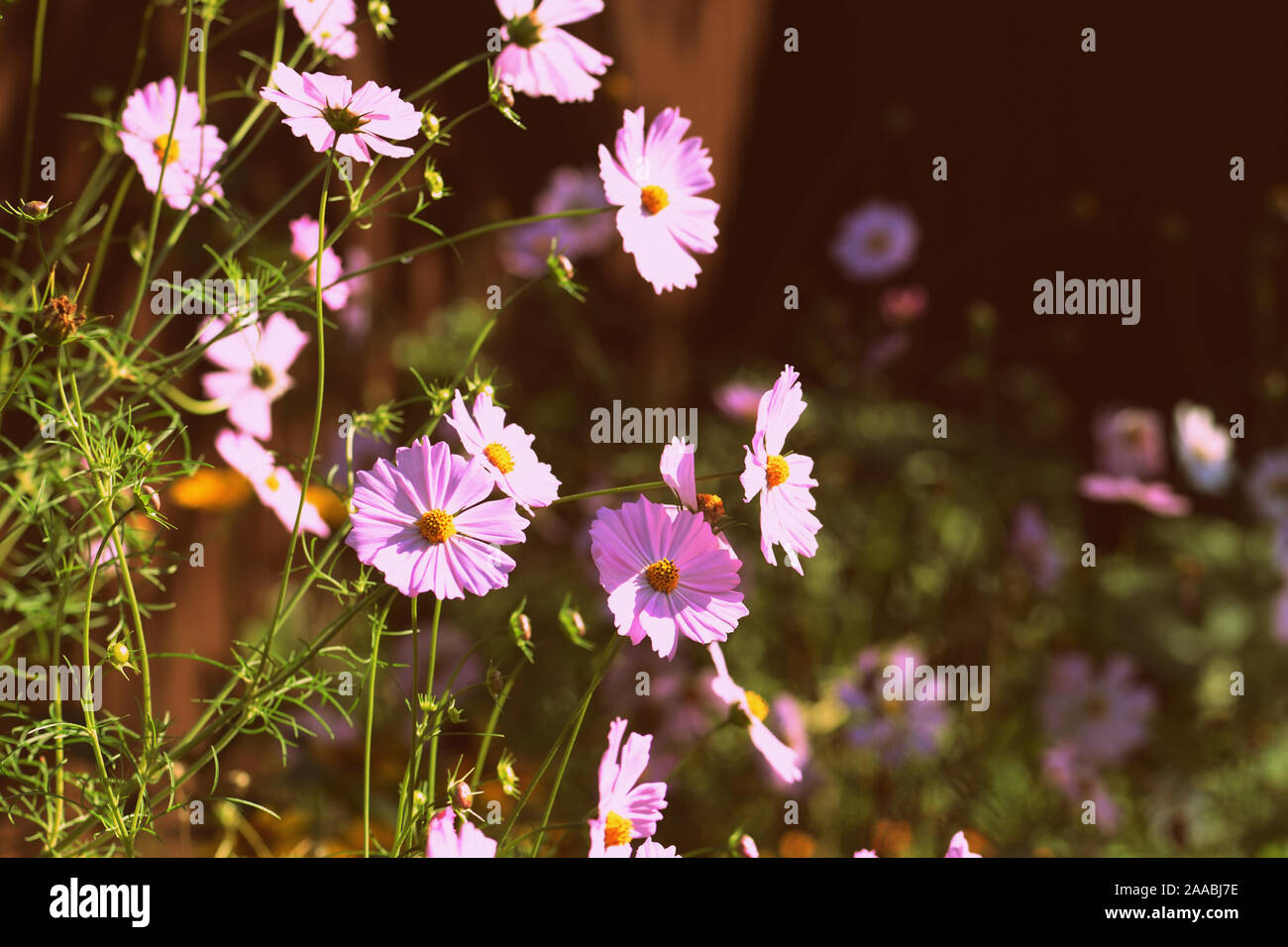 Bright cosmos flowers lit by the bright sun in the summer garden close up, retro style Stock ...