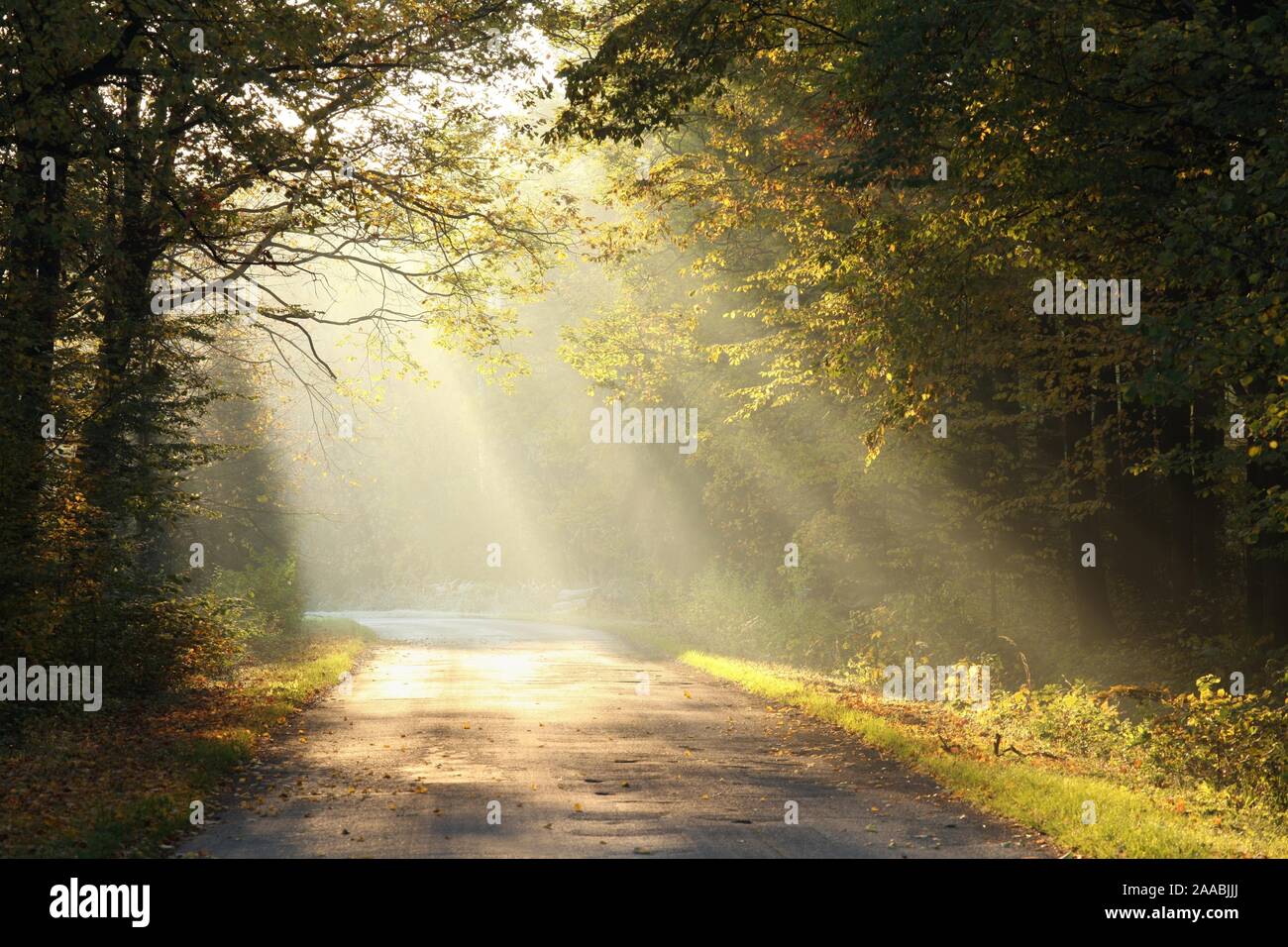 Rising sun lit the oak leaves on the branches of trees in the autumn ...