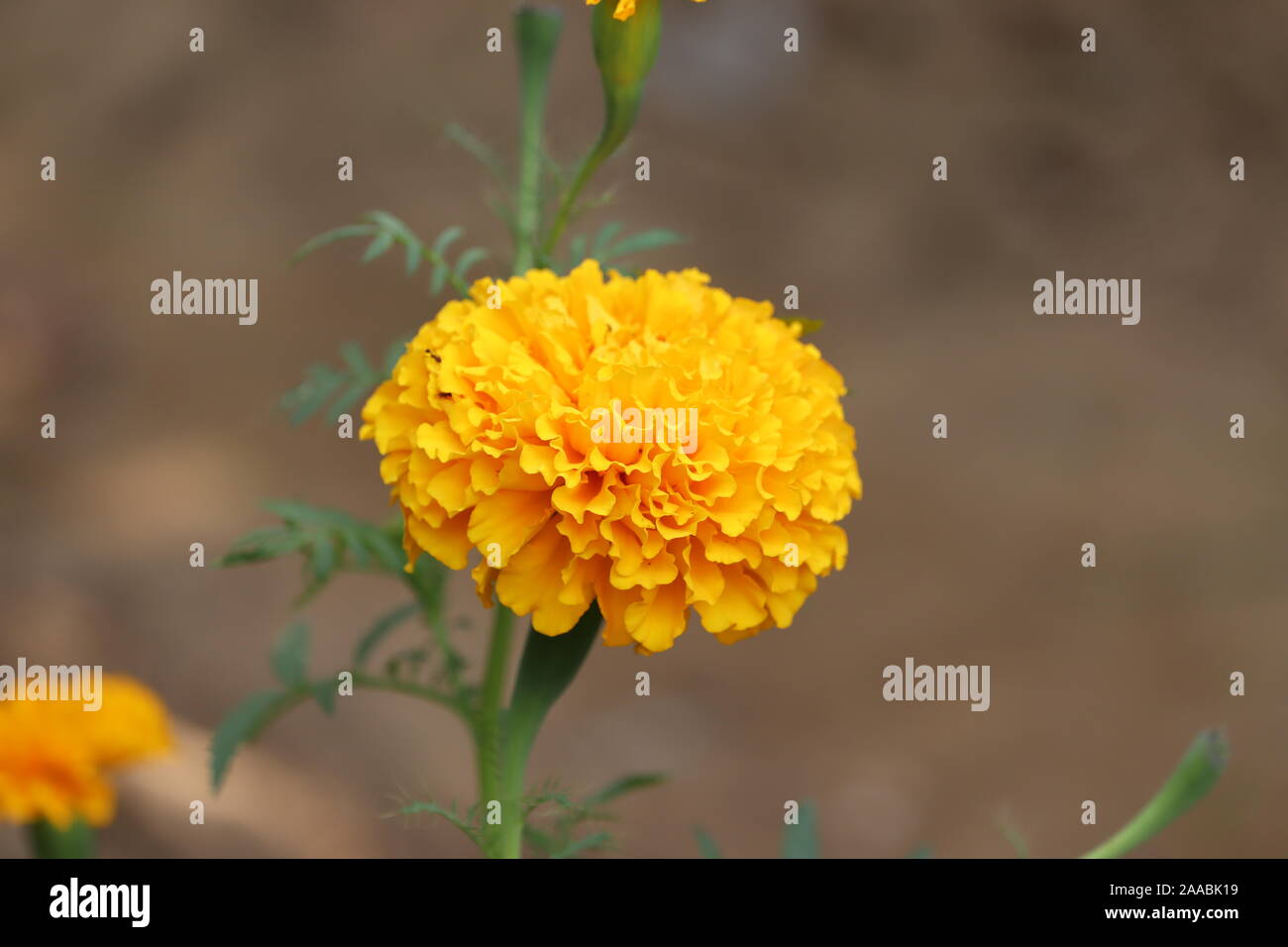 Merygold hi-res stock photography and images - Alamy