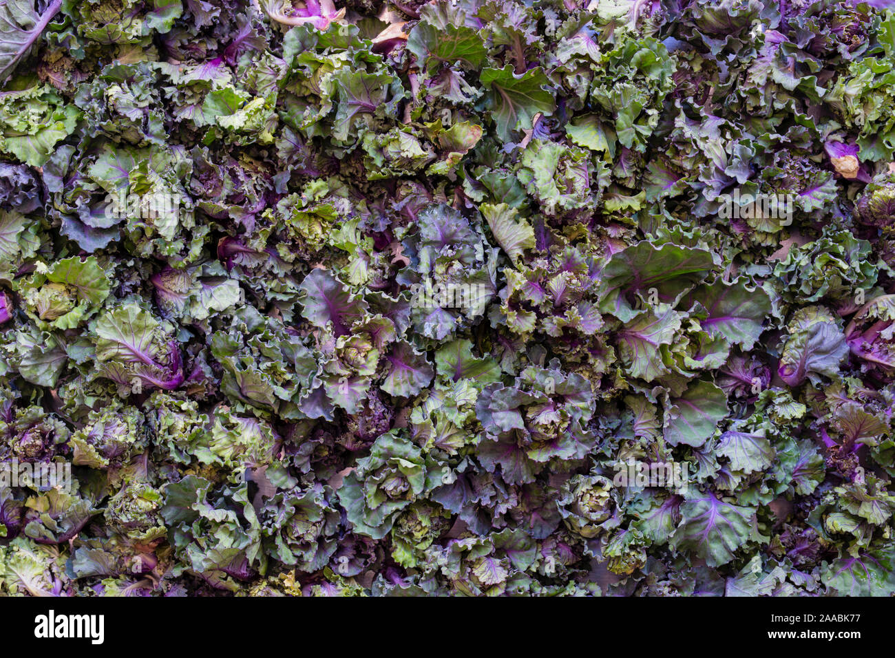Brassica oleracea var. gemmifera. Kalettes on a tray. Kale / brussel ...