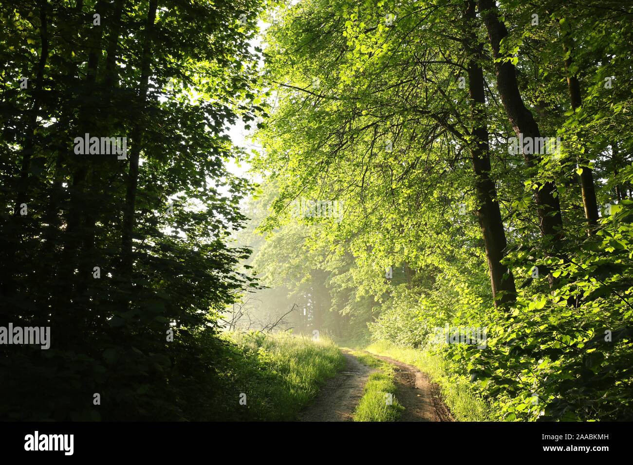 Dirt road trough the spring forest during sunrise Stock Photo - Alamy