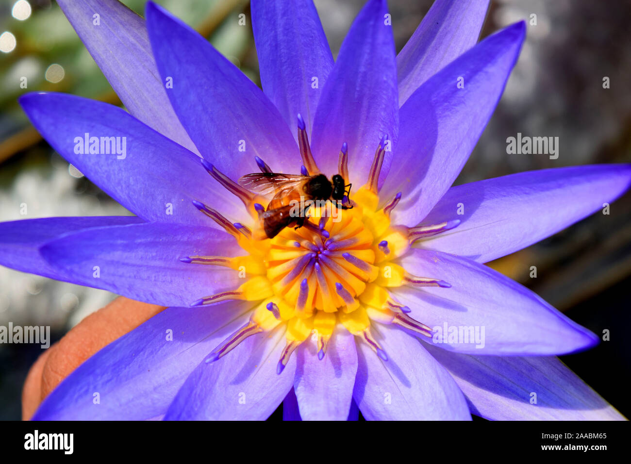 Bangladesh flower hi-res stock photography and images - Alamy