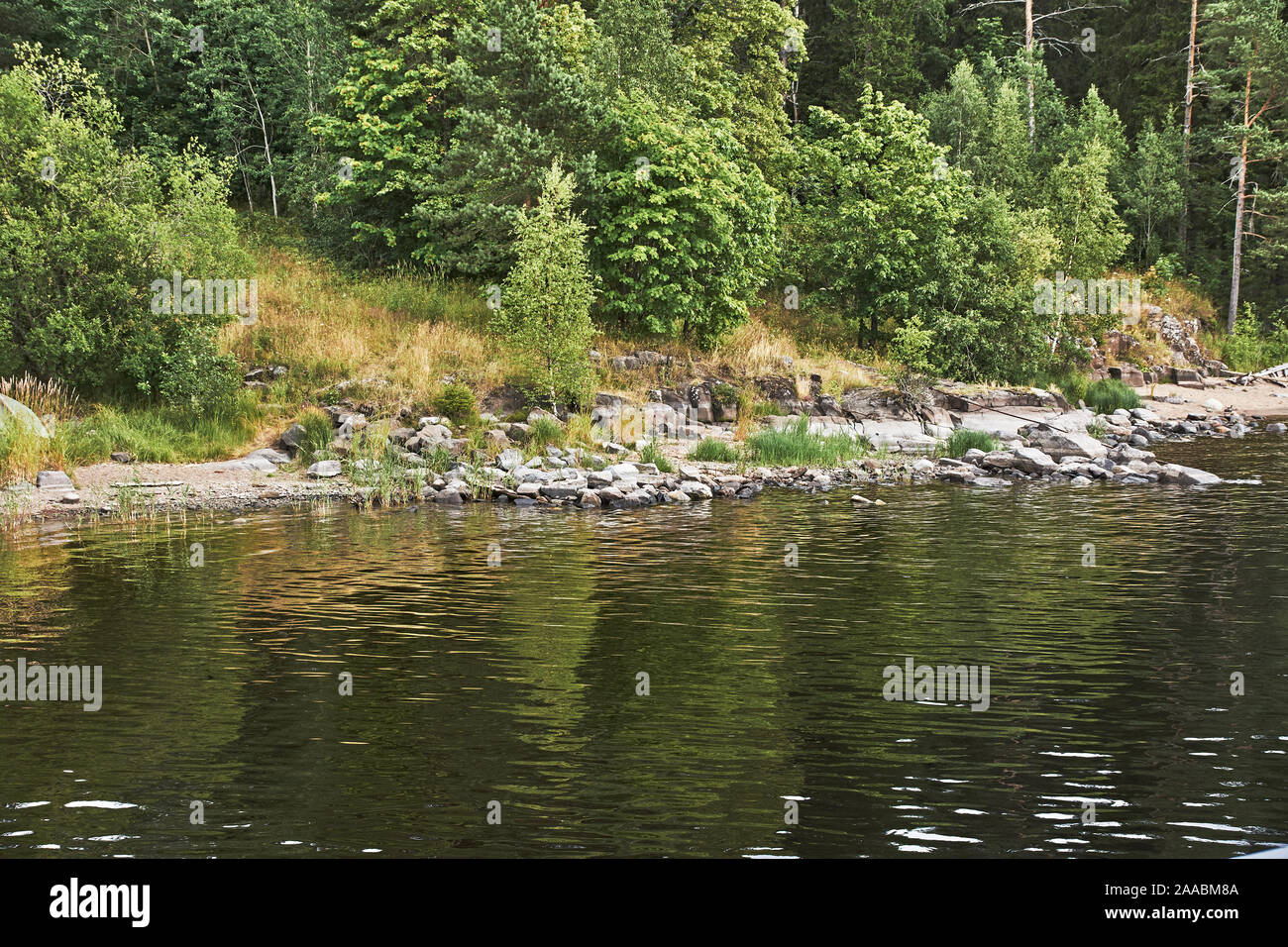 Typical Karelian landscape on the island of Valaam: forest of conifers ...