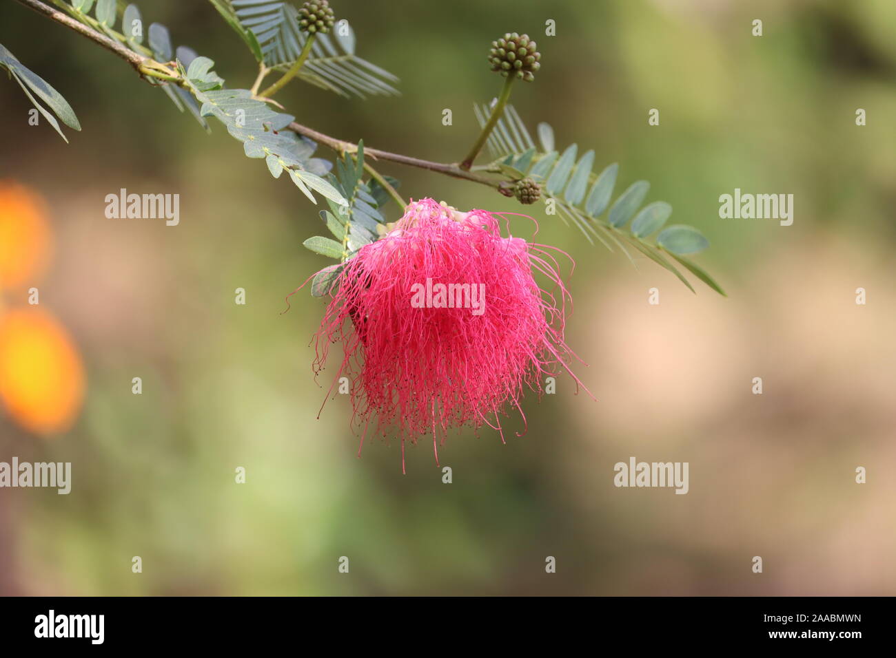 Mimosa tree blossom hi-res stock photography and images - Alamy