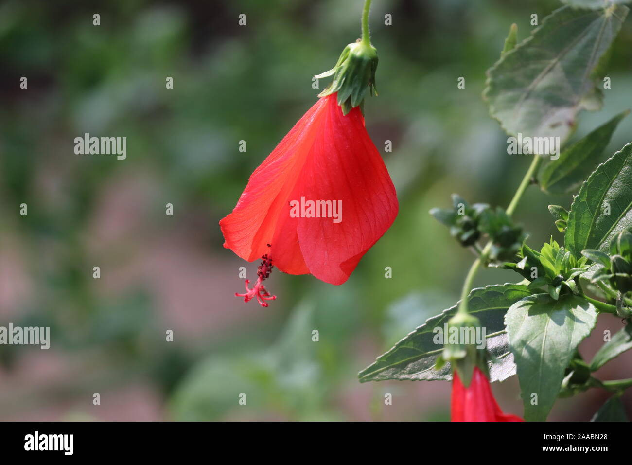 Bright red flower of hibiscus (Hibiscus rosa sinensis) on black ...