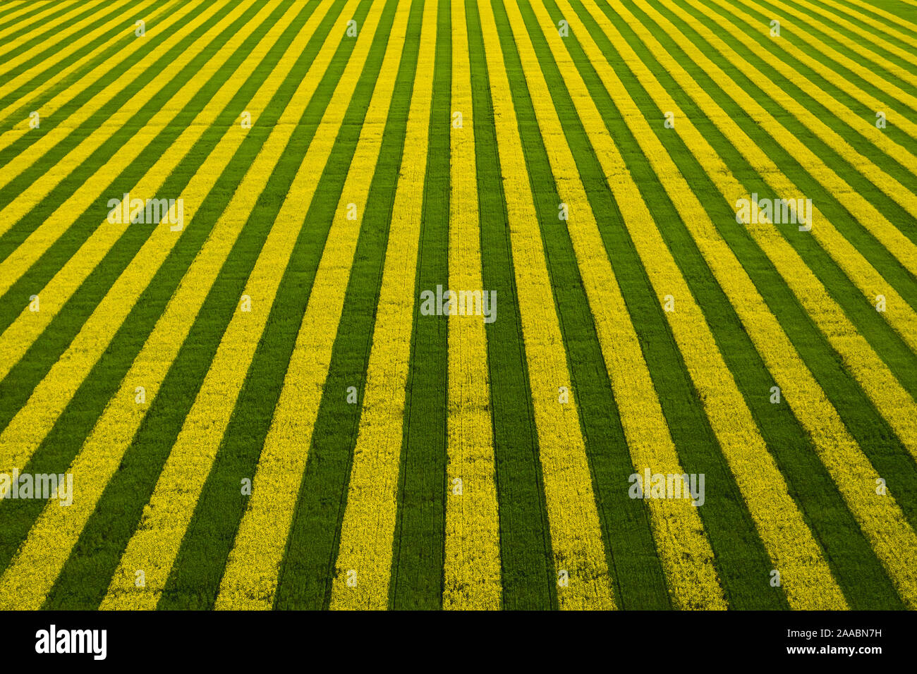 Yellow-green field with blooming rapeseed. Field top view background ...