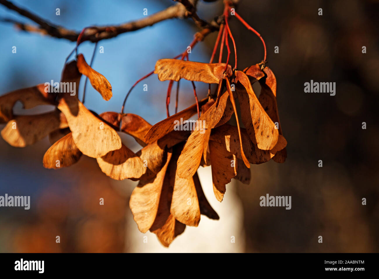 withered maple noses that have turned brown with sunlight hitting them ...
