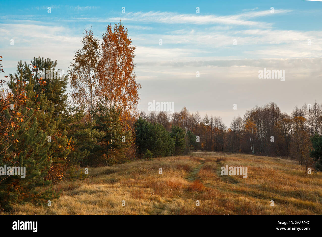 Sunny woodland hi-res stock photography and images - Alamy