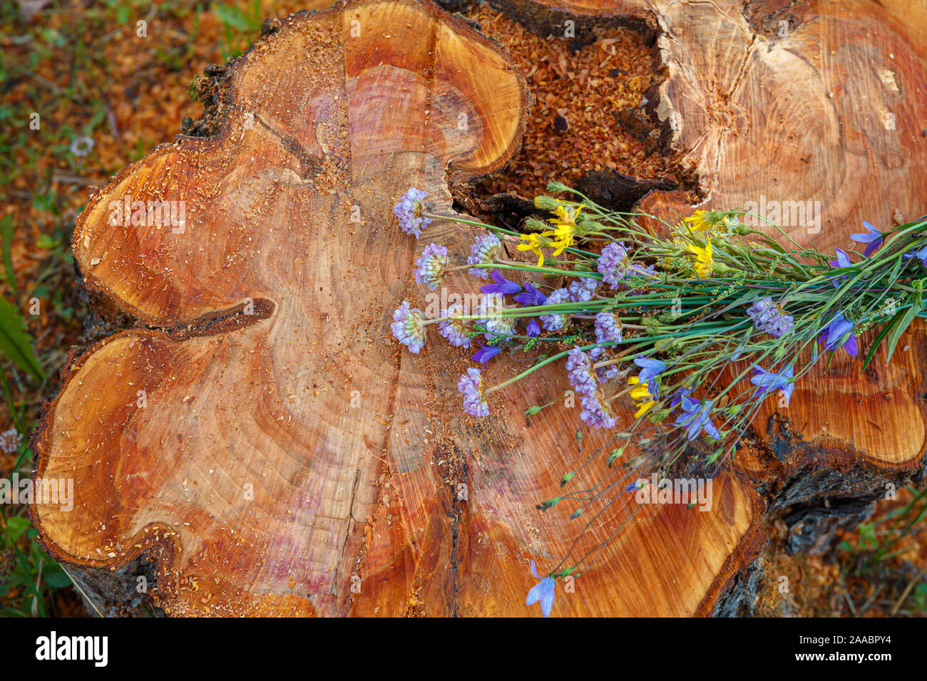 felled tree stump - trunk section with annual rings and wild flowers ...