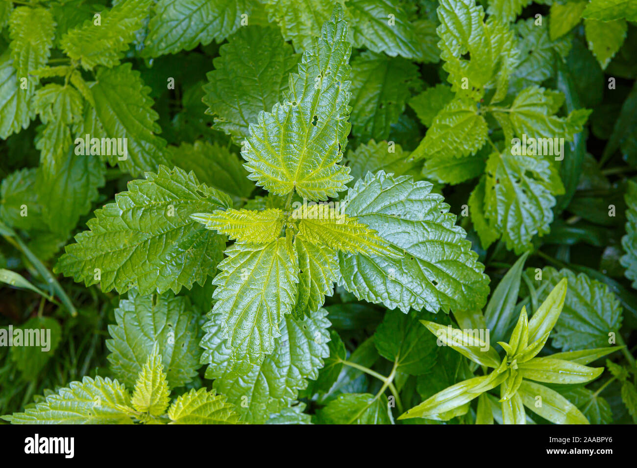 Green Stinging Nettle High Resolution Stock Photography and Images - Alamy