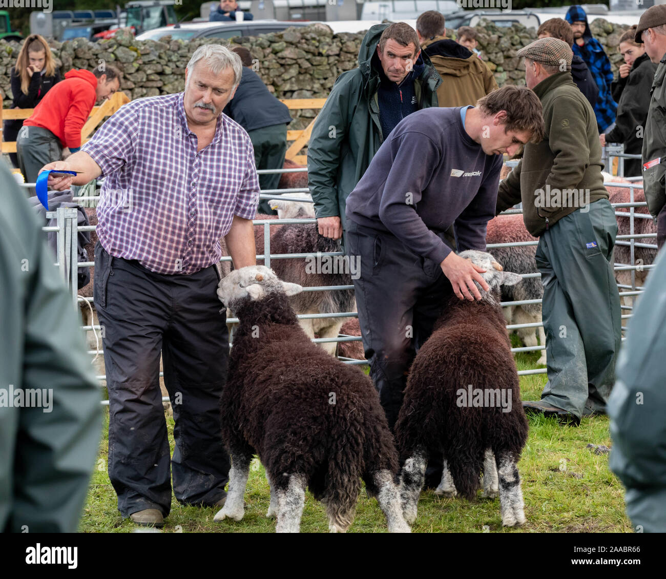 Herdwick sheep being shown at the Eskdale Show in 2019. The Eskdale ...