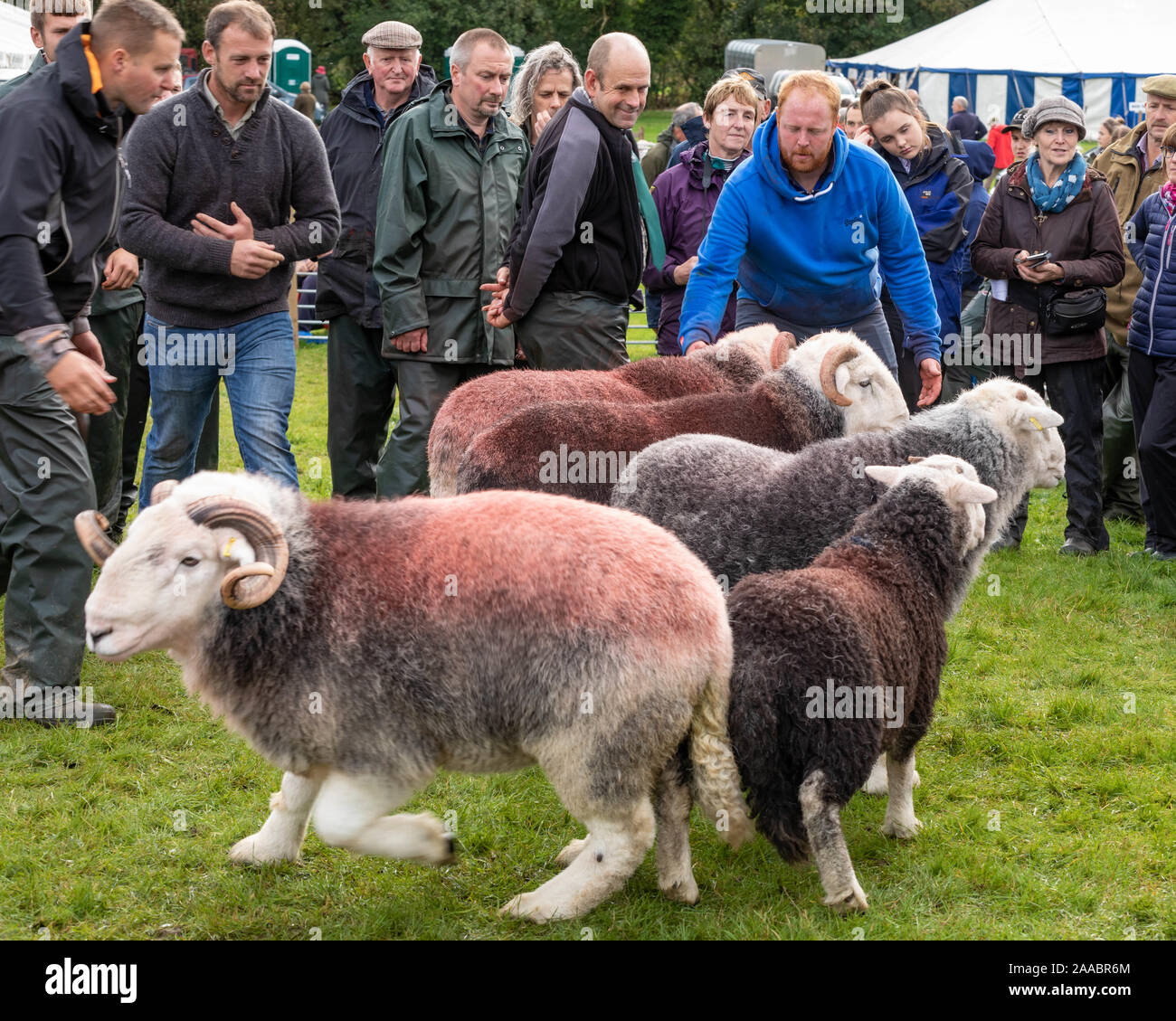 Sheep herder england hi-res stock photography and images - Alamy