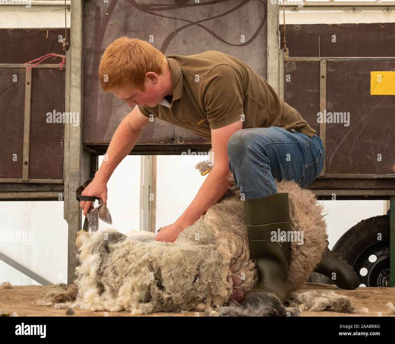 Hand clipping/shearing of sheep competition at the Eskdale Show in 2019 ...