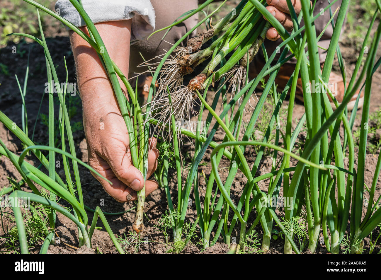 Fresh green onion from the soil. Farmer picking vegetables, organic ...