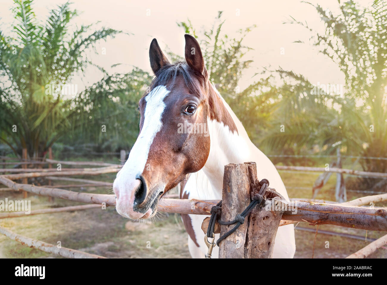 Beautiful thoroughbred horses at farm fence portrait front view Stock ...