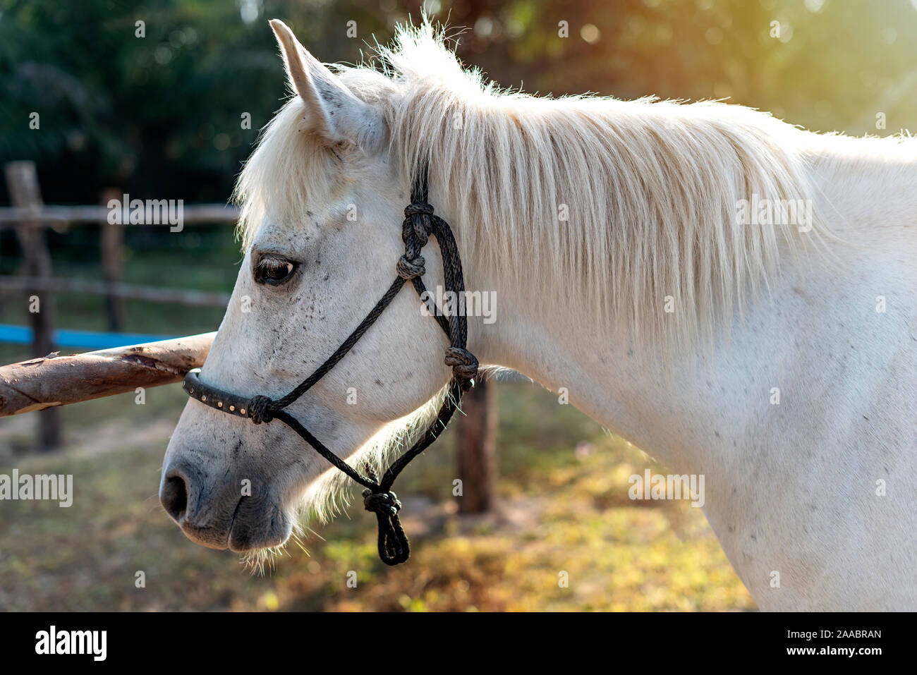 Beautiful thoroughbred white horses at farm fence Stock Photo - Alamy