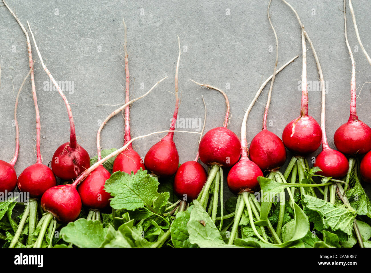 Fresh radish. Garden red radishes group. Freshly harvested vegetables ...