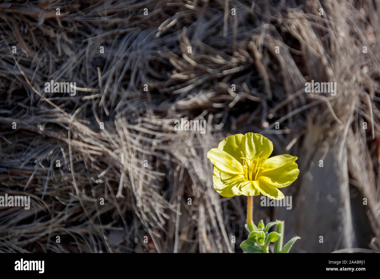 Sundrop flower hi-res stock photography and images - Alamy