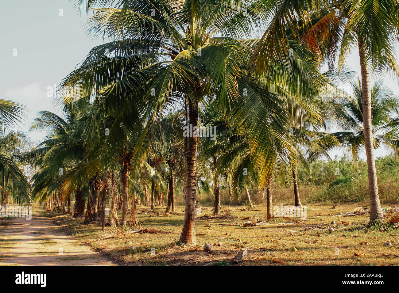 Field of coconut palm trees Stock Photo - Alamy