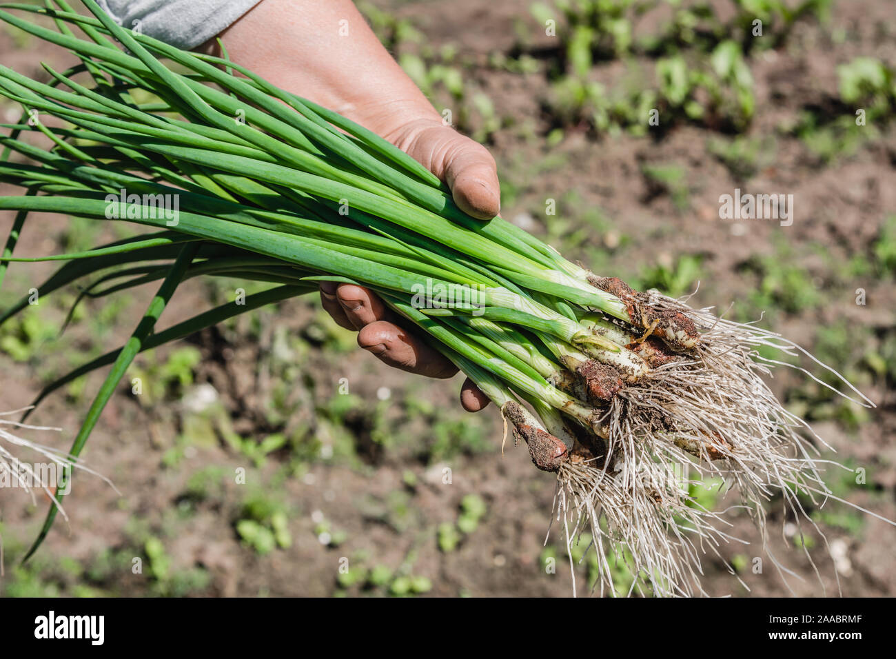 Freshly harvested green onion. Farmer harvesting spring onion. Fresh ...