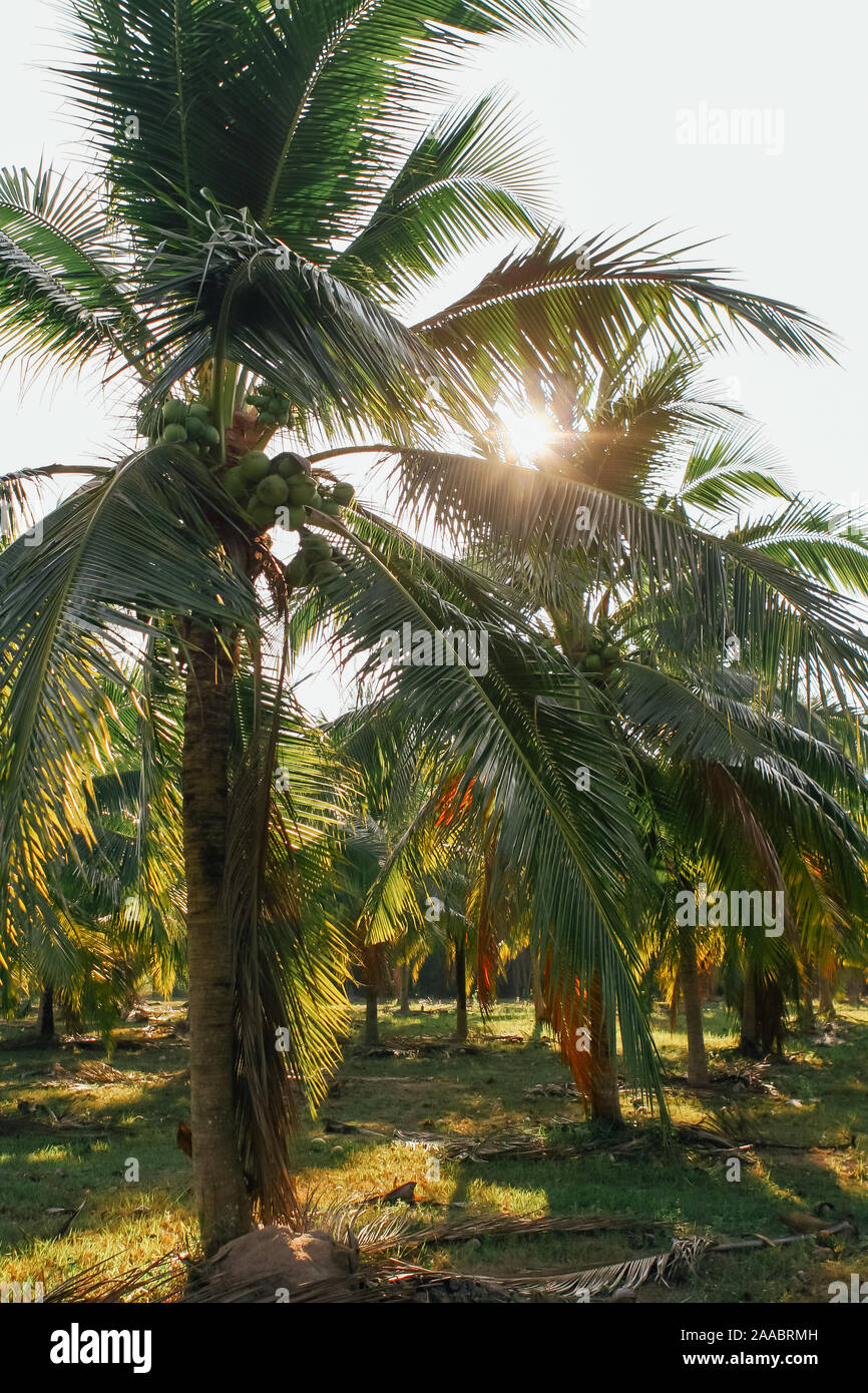 Field of coconut palm trees Stock Photo - Alamy