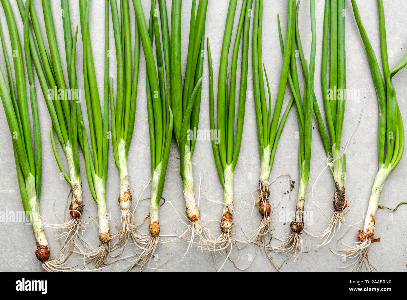 Fresh spring onion, green vegetables harvested freshly in the garden ...