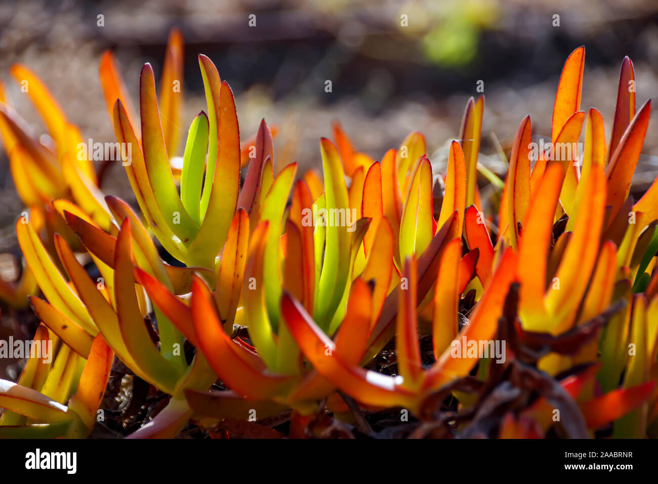 Carpobrotus edulis hi-res stock photography and images - Alamy