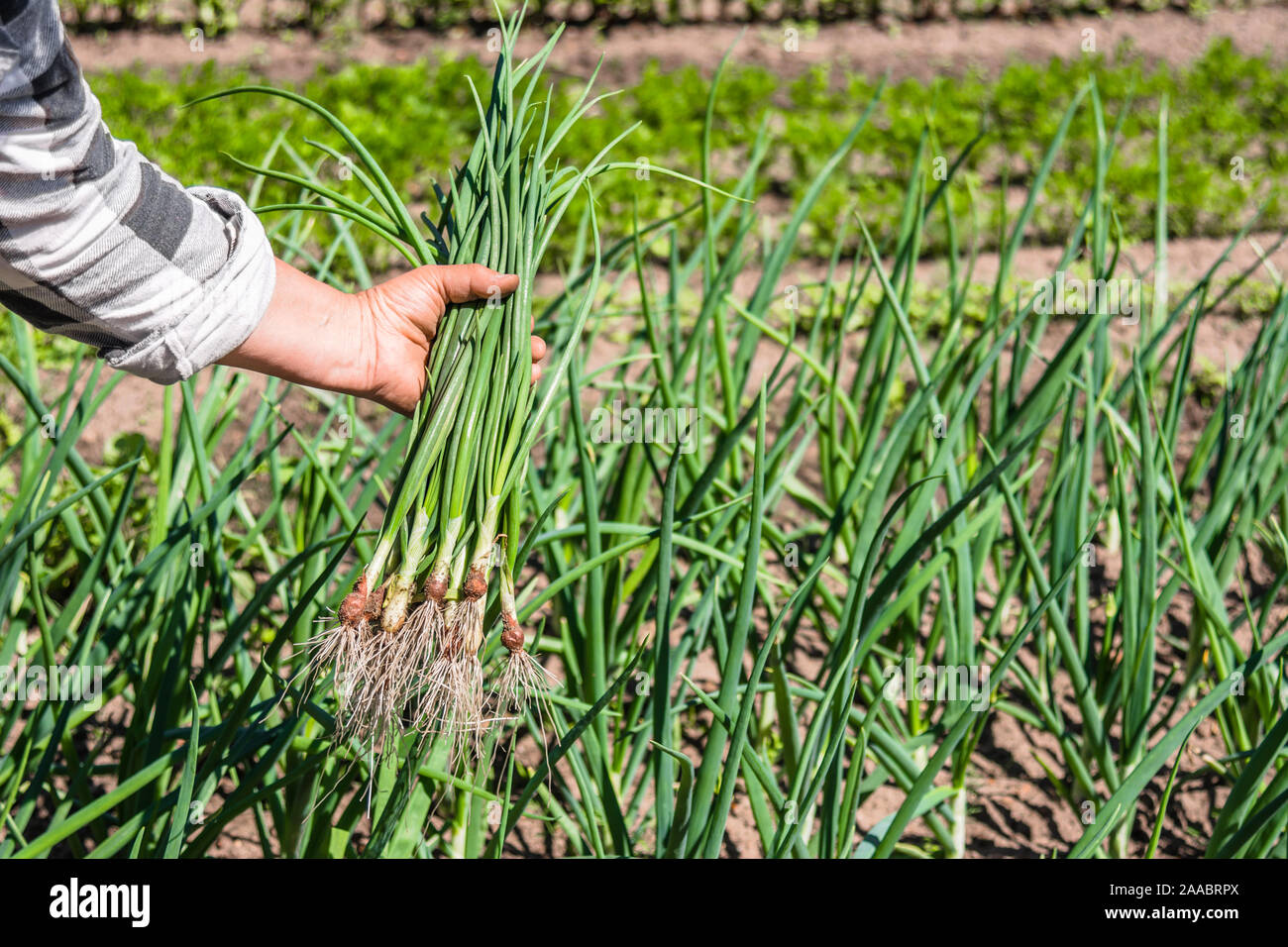 Fresh green onion, harvested freshly organic vegetables in the farmer ...