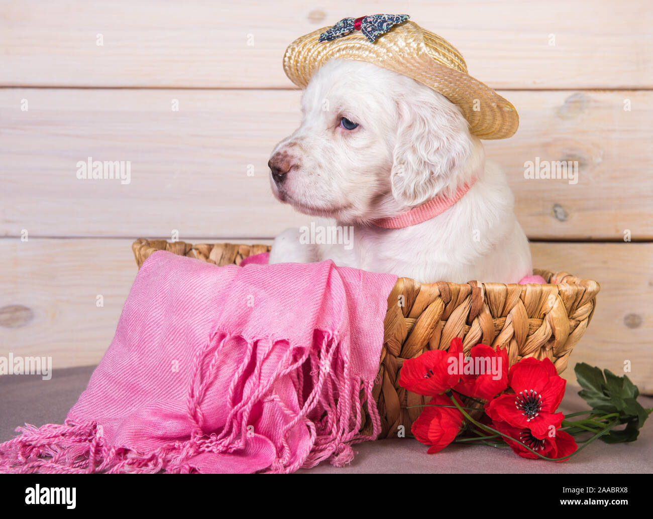 English setter puppy in a wood basket with flowers Stock Photo - Alamy