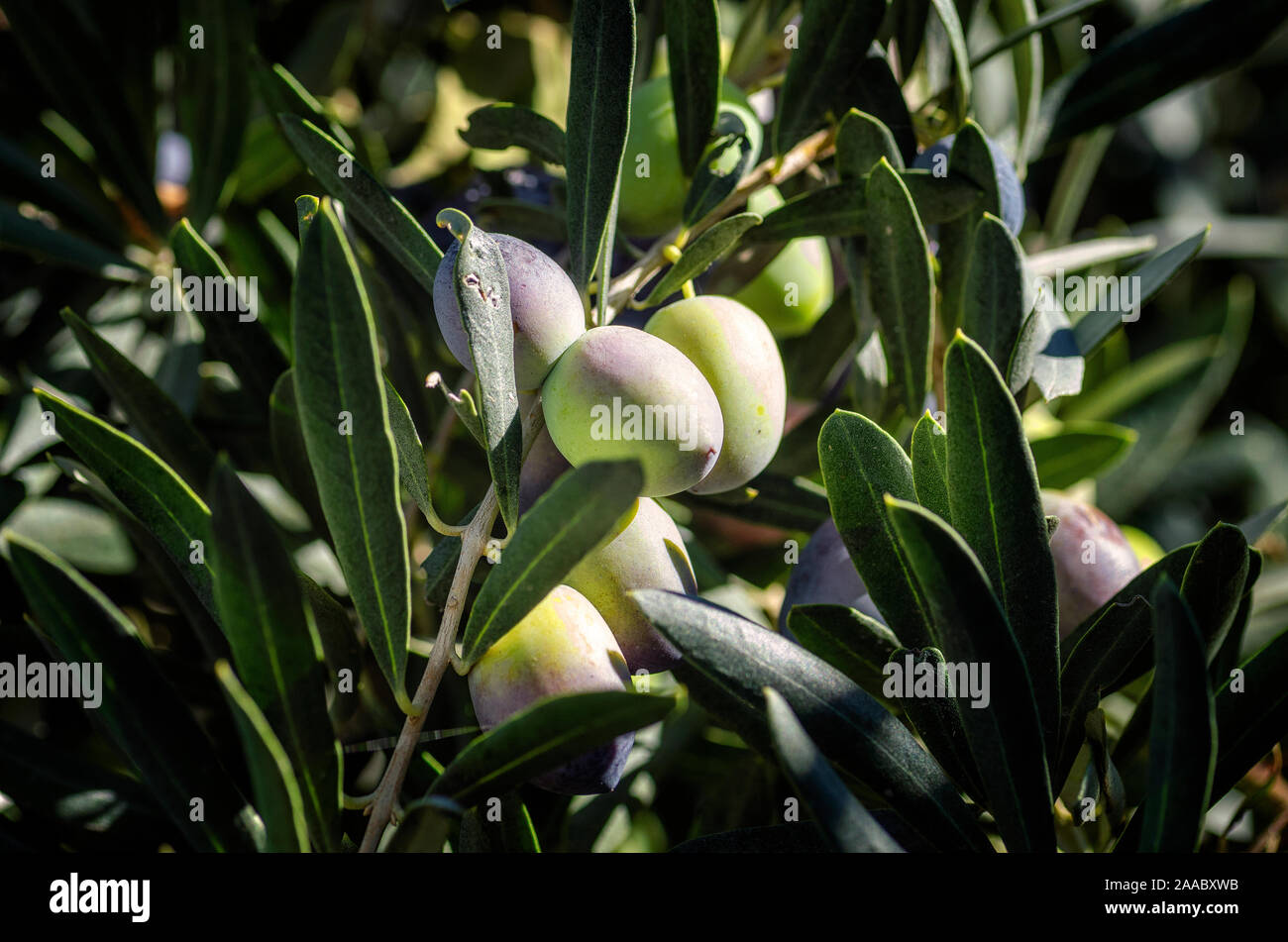 Green olives hanging on tree hi-res stock photography and images - Alamy