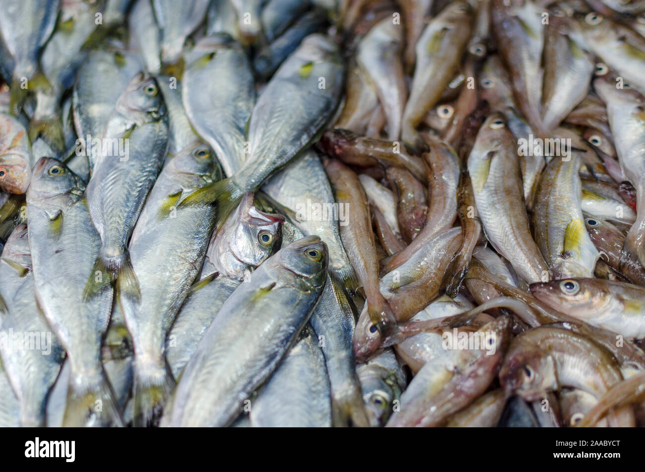 Fresh fish lying in a tray on the market for sale Stock Photo - Alamy