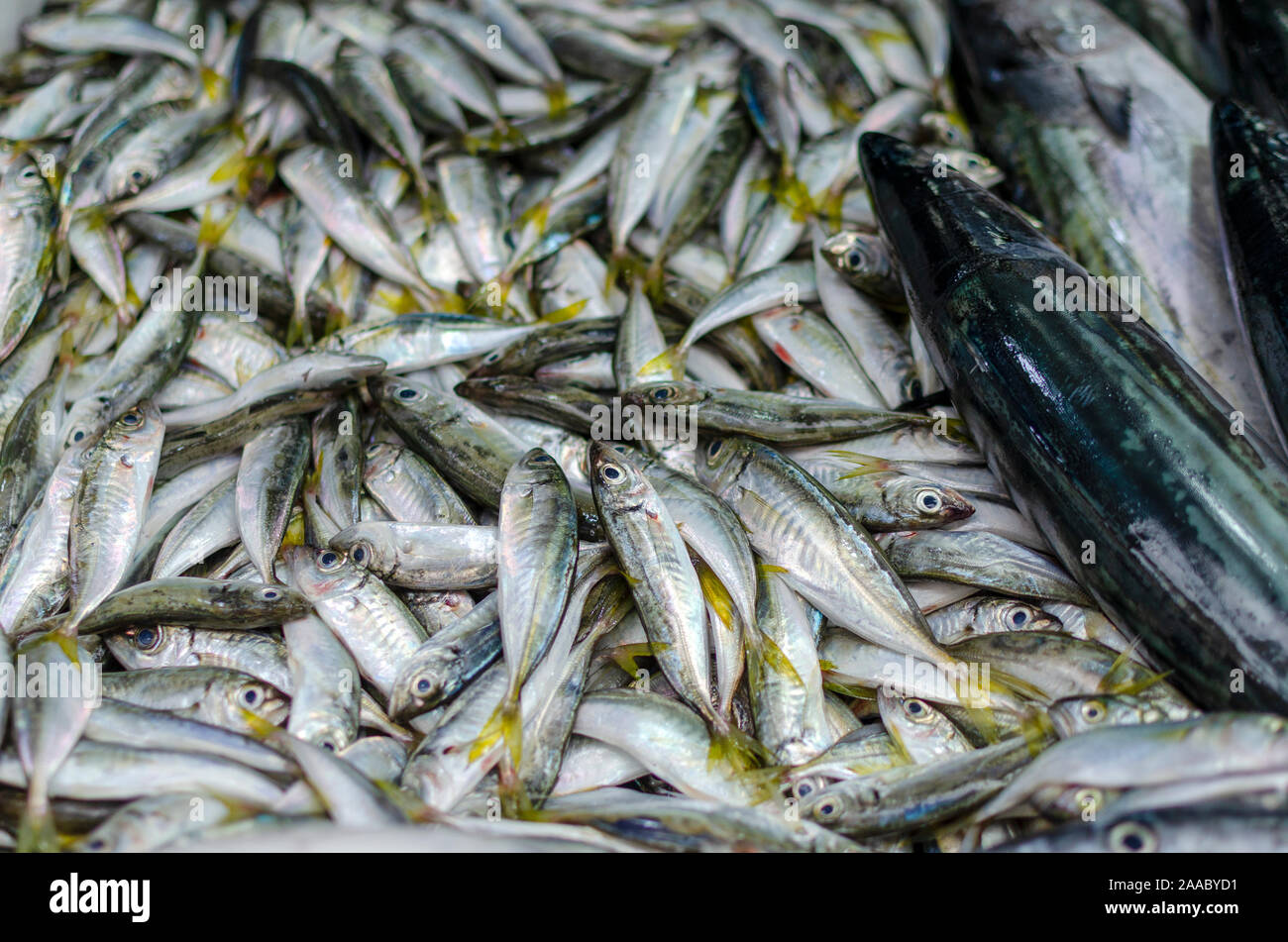Fresh fish lying in a tray on the market for sale Stock Photo - Alamy