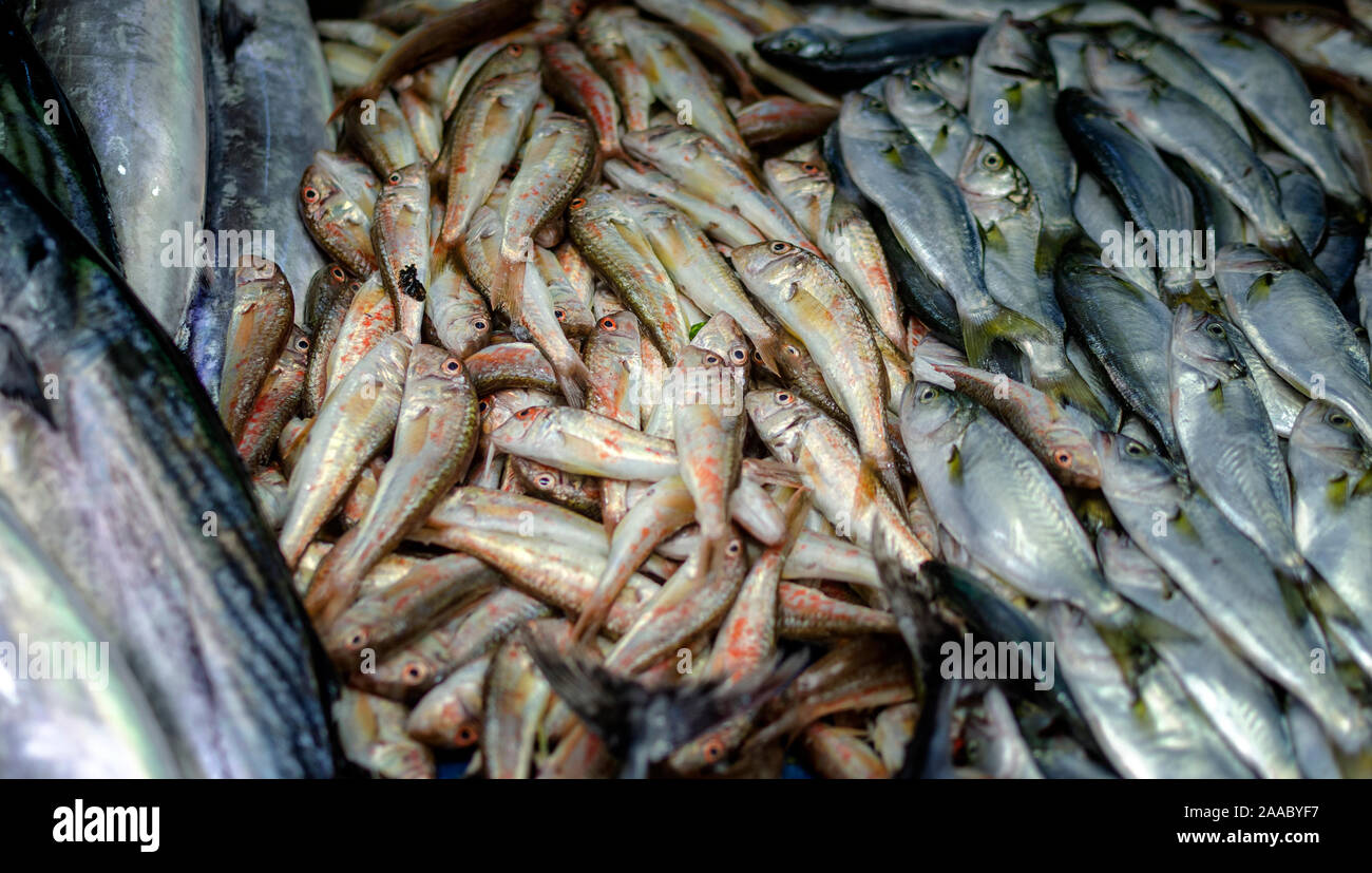 Garfish fish market hi-res stock photography and images - Alamy