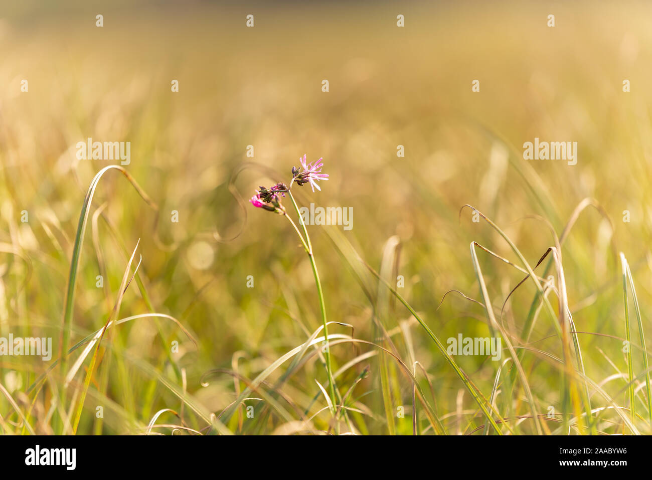 Lonely little flower violet hi-res stock photography and images - Alamy