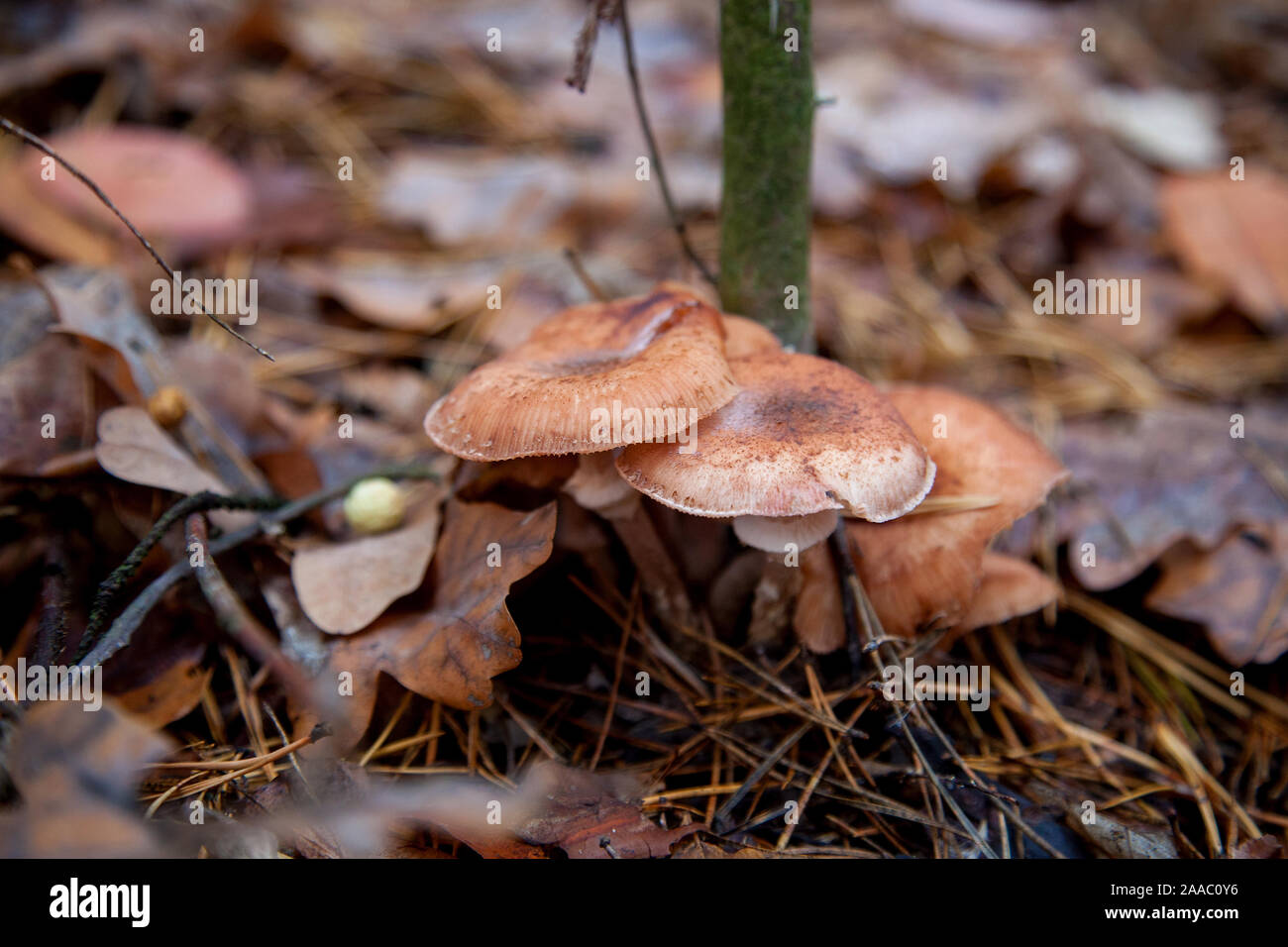 Group of edible mushrooms honey agarics known as Armillaria mellea in ...