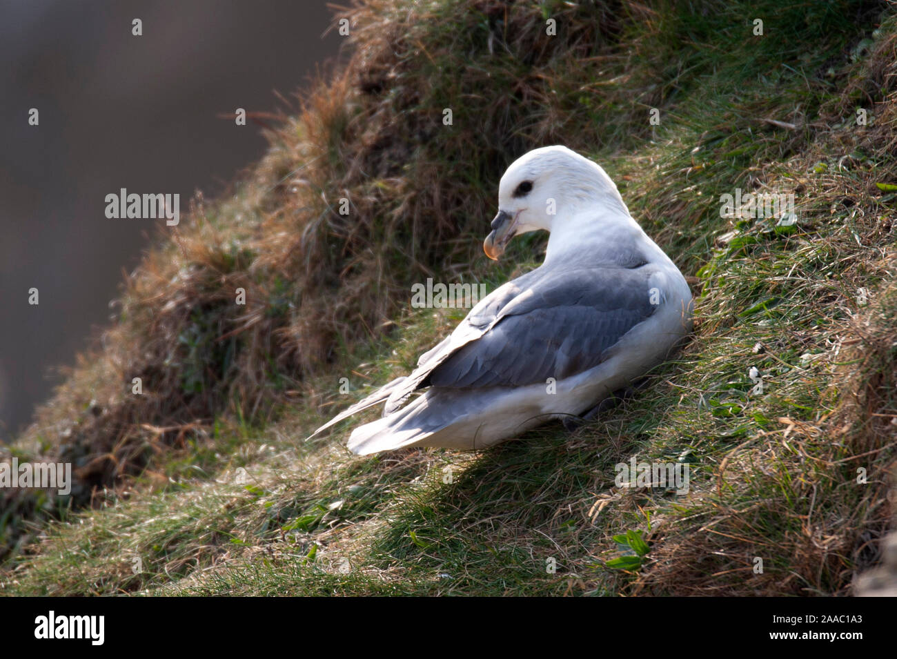 Fulmar sea england uk hi-res stock photography and images - Alamy