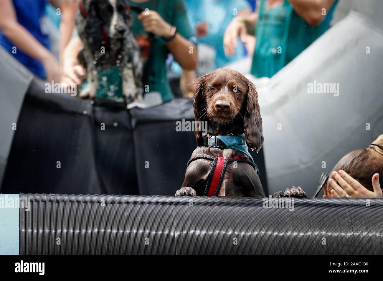 Dogs and their owners taking part in the Muddy Dog Challenge, tackling ...