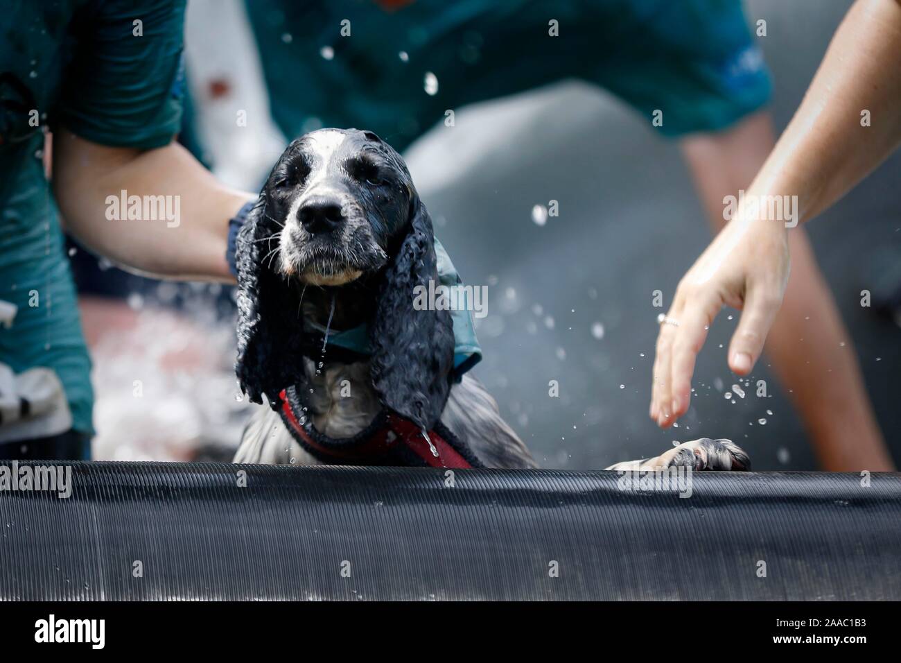 Dogs and their owners taking part in the Muddy Dog Challenge, tackling ...