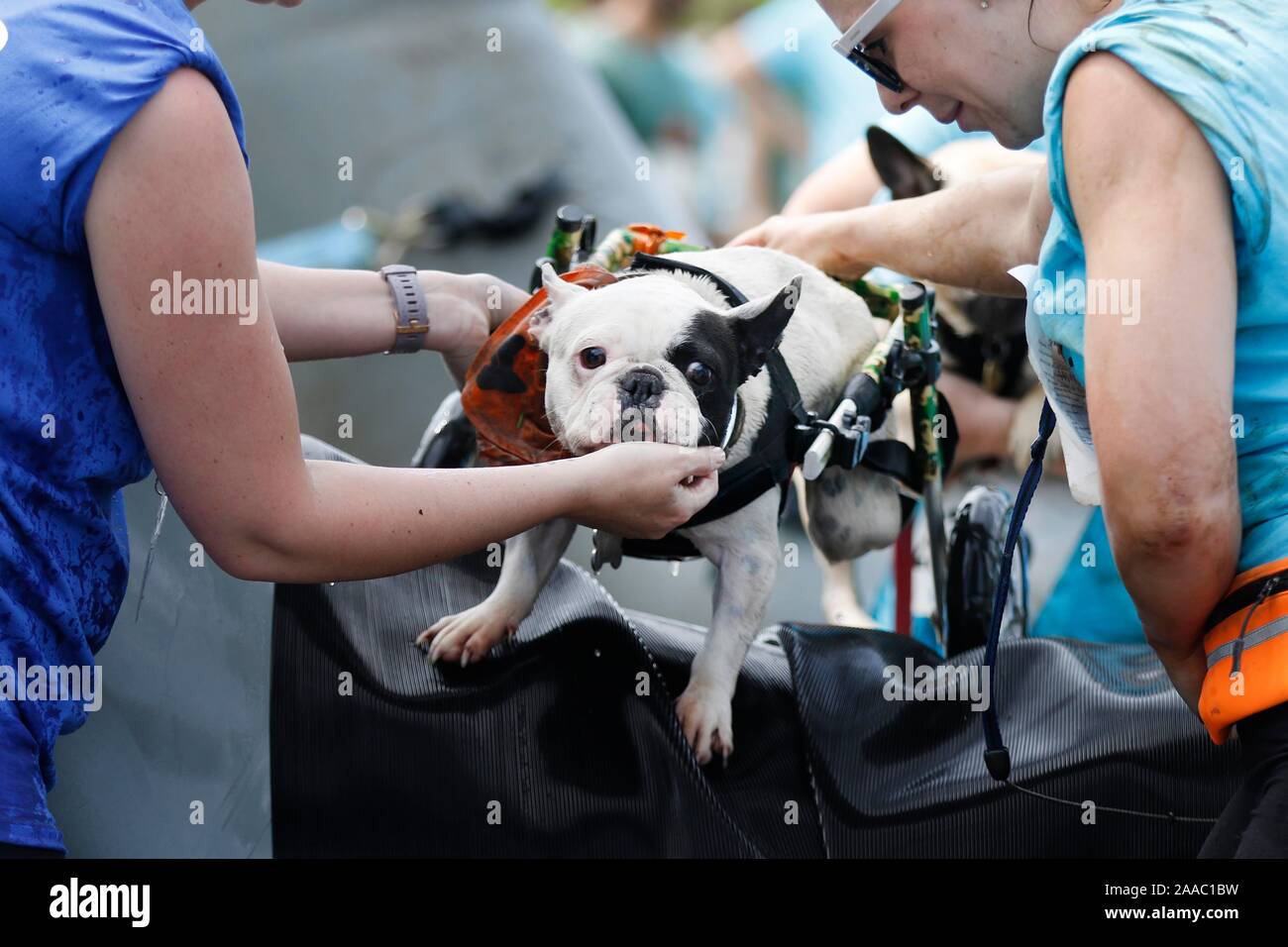 Dogs and their owners taking part in the Muddy Dog Challenge, tackling ...
