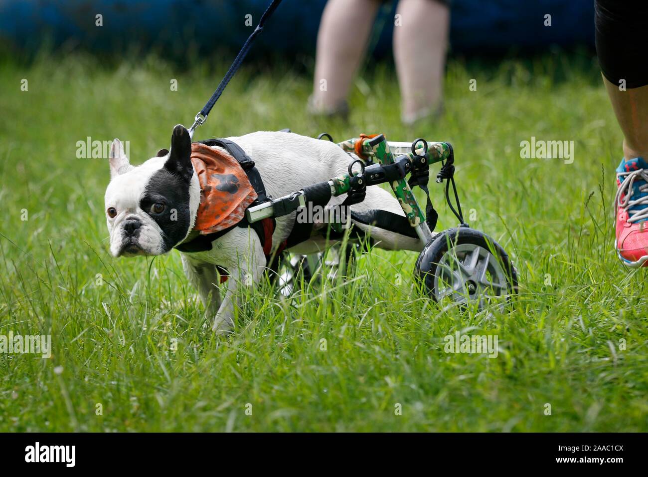 Dogs and their owners taking part in the Muddy Dog Challenge, tackling ...
