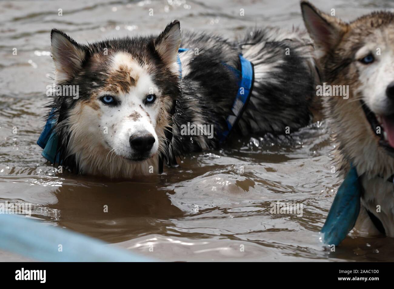 Dogs and their owners taking part in the Muddy Dog Challenge, tackling ...