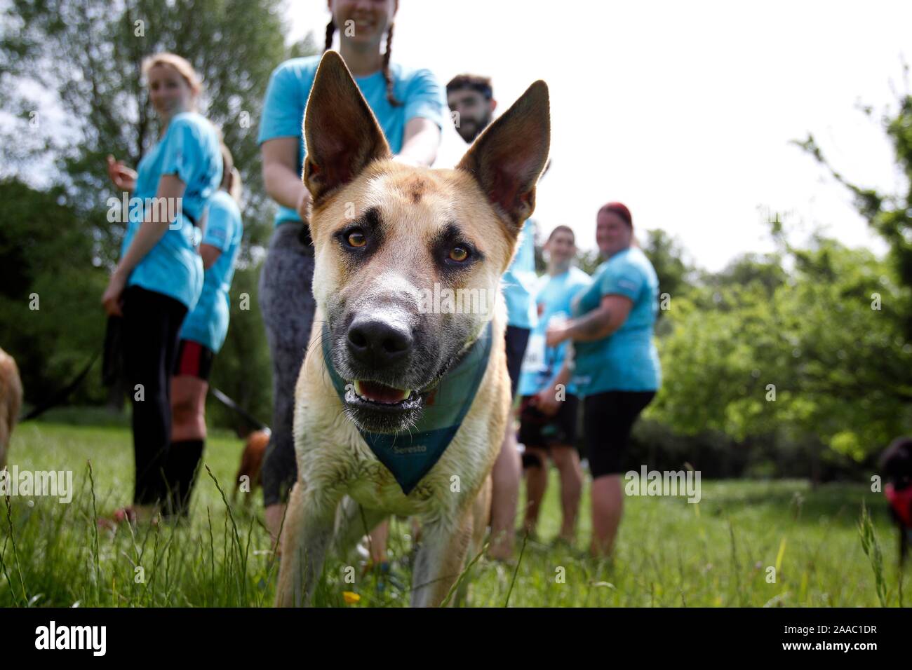 Dogs and their owners taking part in the Muddy Dog Challenge, tackling ...