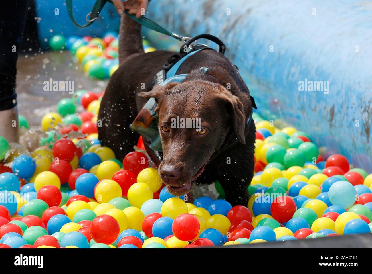 Dogs and their owners taking part in the Muddy Dog Challenge, tackling ...