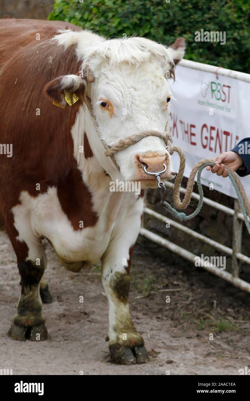 Jock, 'the gentle giant' Hereford bull, owned by David Powell, a ...