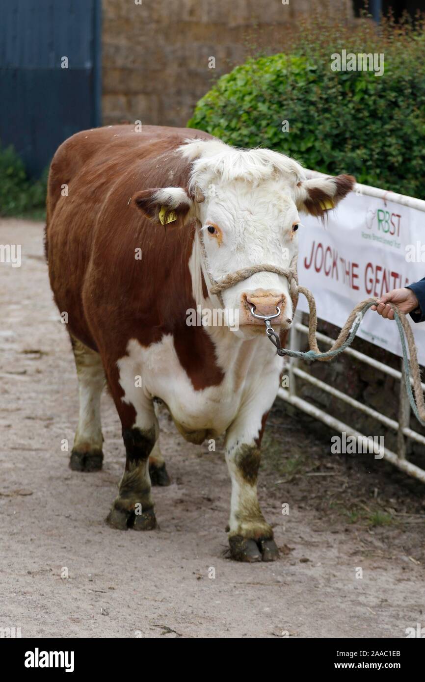 Jock, 'the gentle giant' Hereford bull, owned by David Powell, a ...