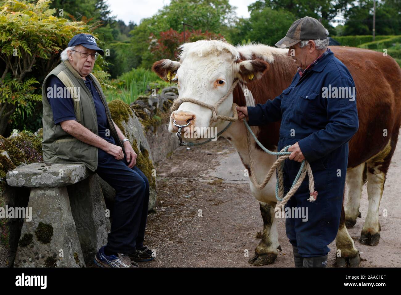 Jock, 'the gentle giant' Hereford bull, owned by David Powell, a ...